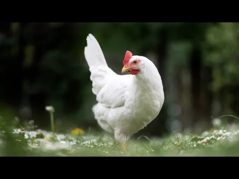 Ligorin Tavuğu Hakkında Bilgiler - YouTube