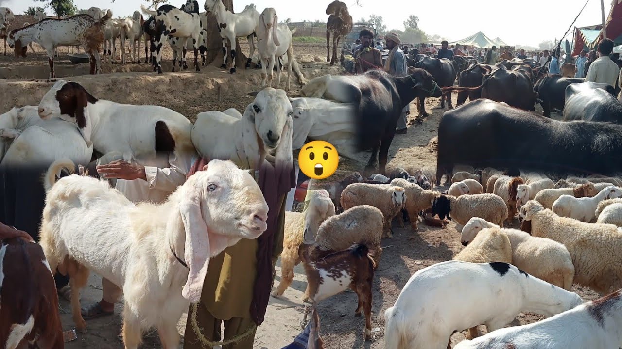 Bakra Mundi Mein Qurbani K Janwar Kaise Hain 😲 Goats Animal Market ...