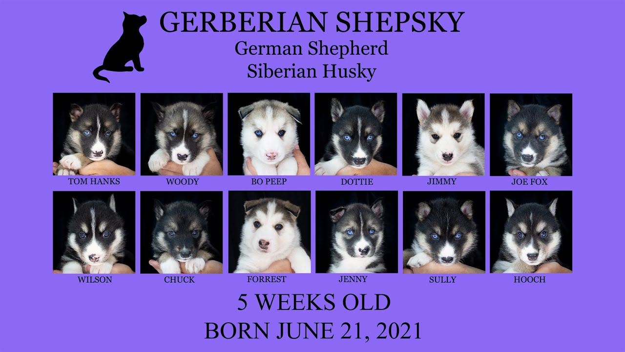 Gerberian Shepsky