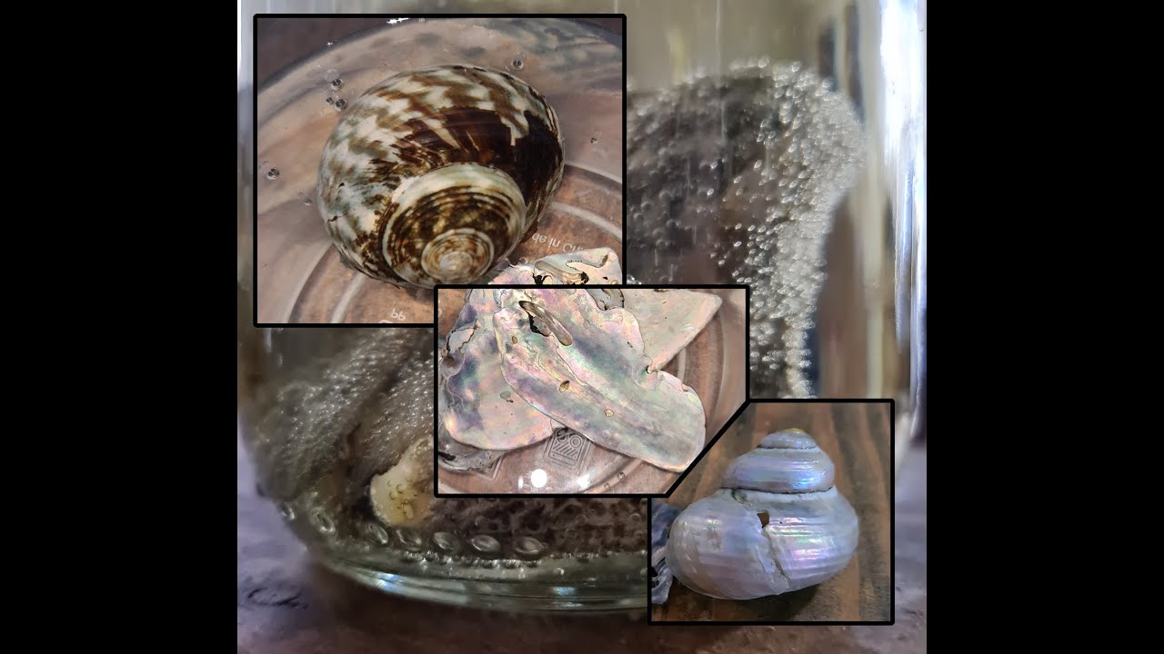 Dissolving Shells In Vinegar - YouTube