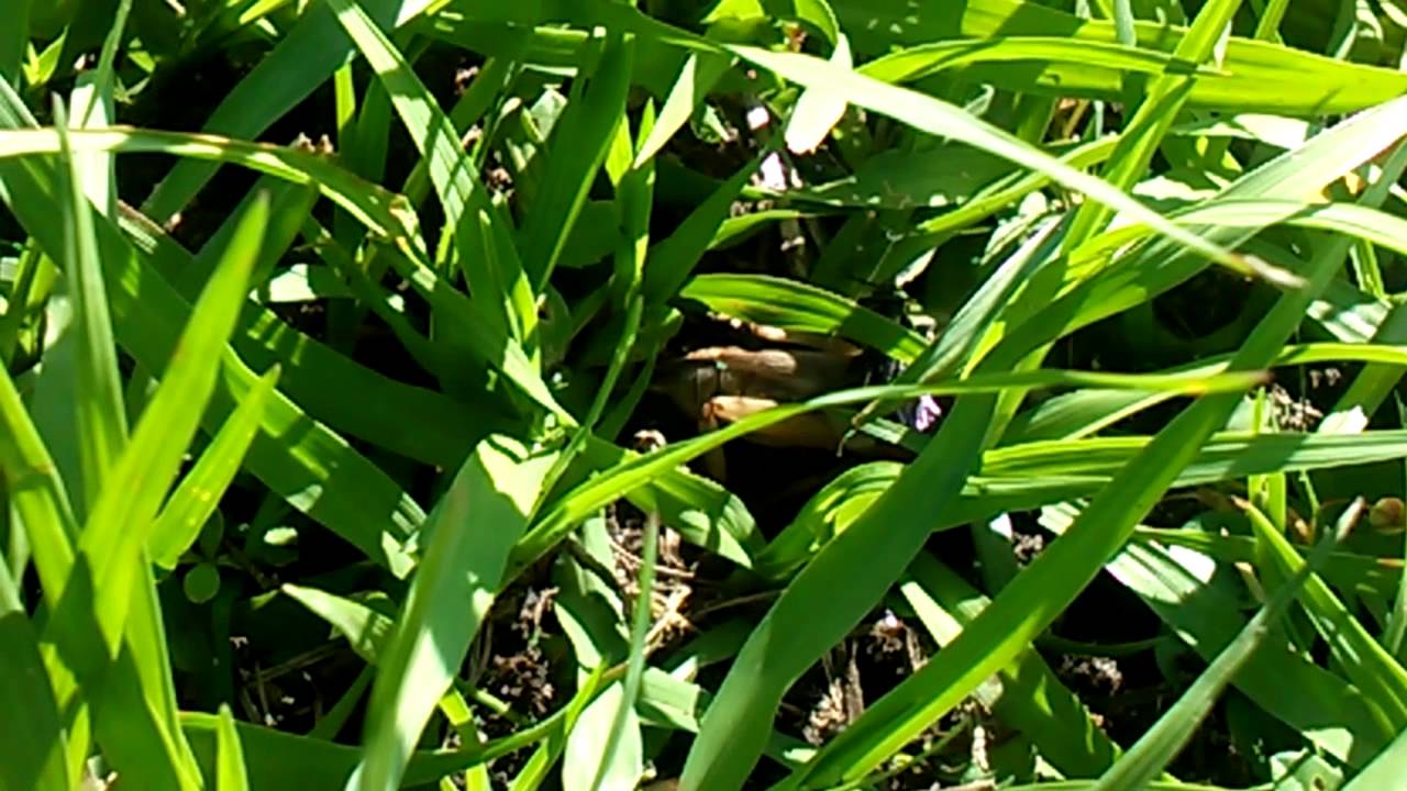 Mole cricket attacked by a wasp - YouTube