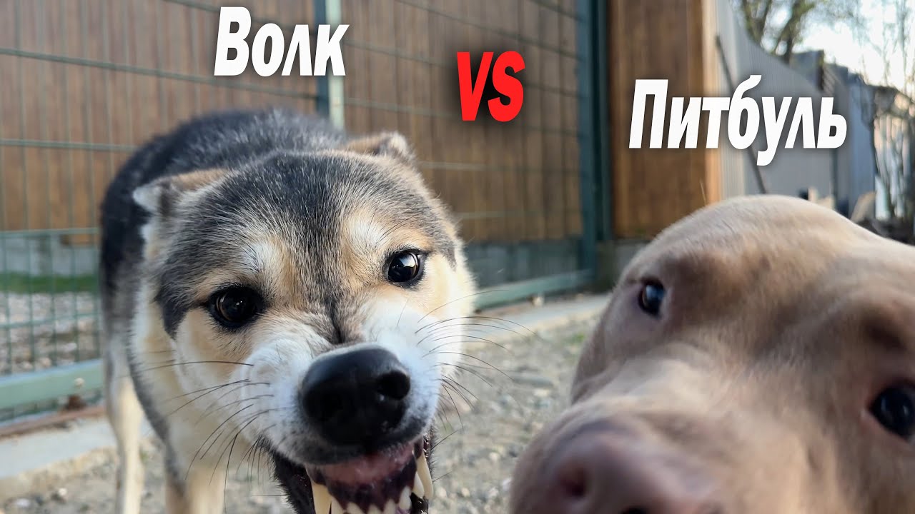Взаимоотношения Питбуля в стае Волков. The relationship of a Pit Bull ...