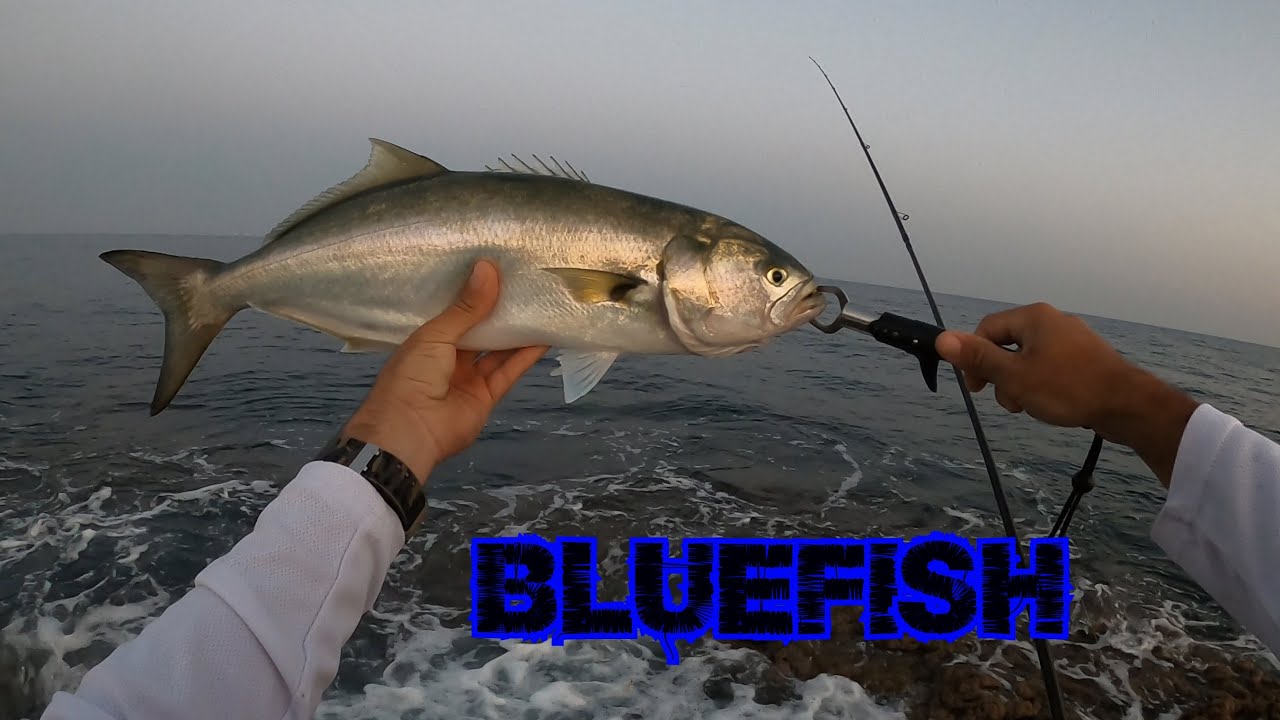 דייג 2022 | גומבר עצבני ביותר וטרכון משוגע על הבוקר בים fishing ...