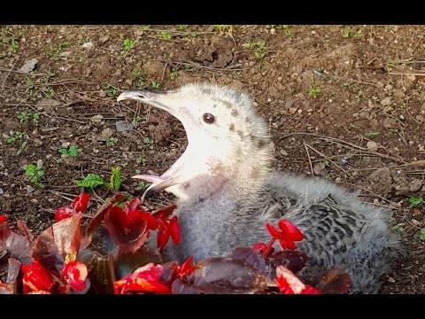 Martı yavrularını nasıl besliyor / Martı Beslenme / Evcil Hayvan