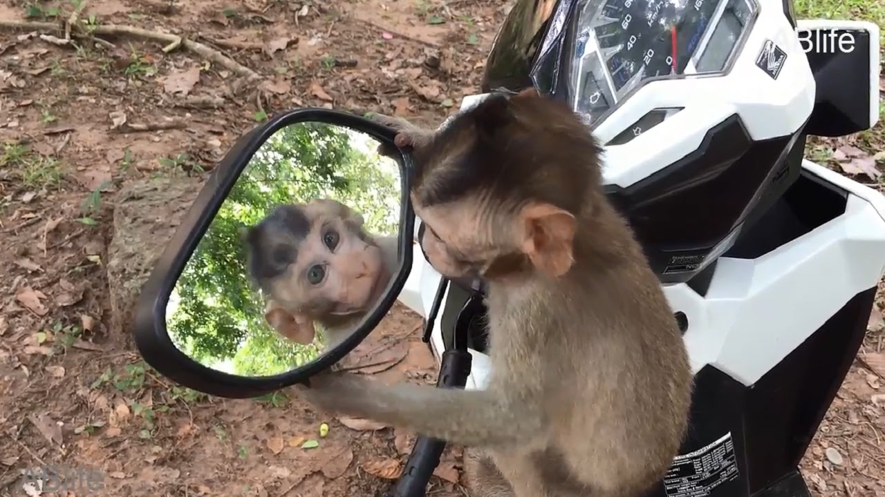 Amazing Cute Monkeys Baby Seeing Face In The Mirror | Beautiful Lady ...