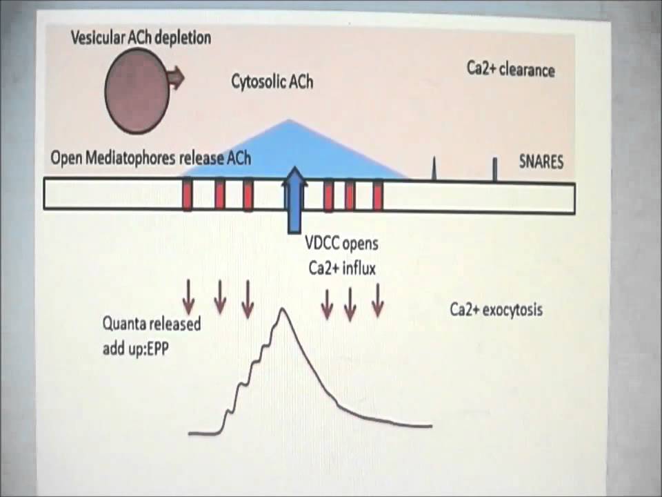 Acetylcholine release mechanism for quantal release - YouTube