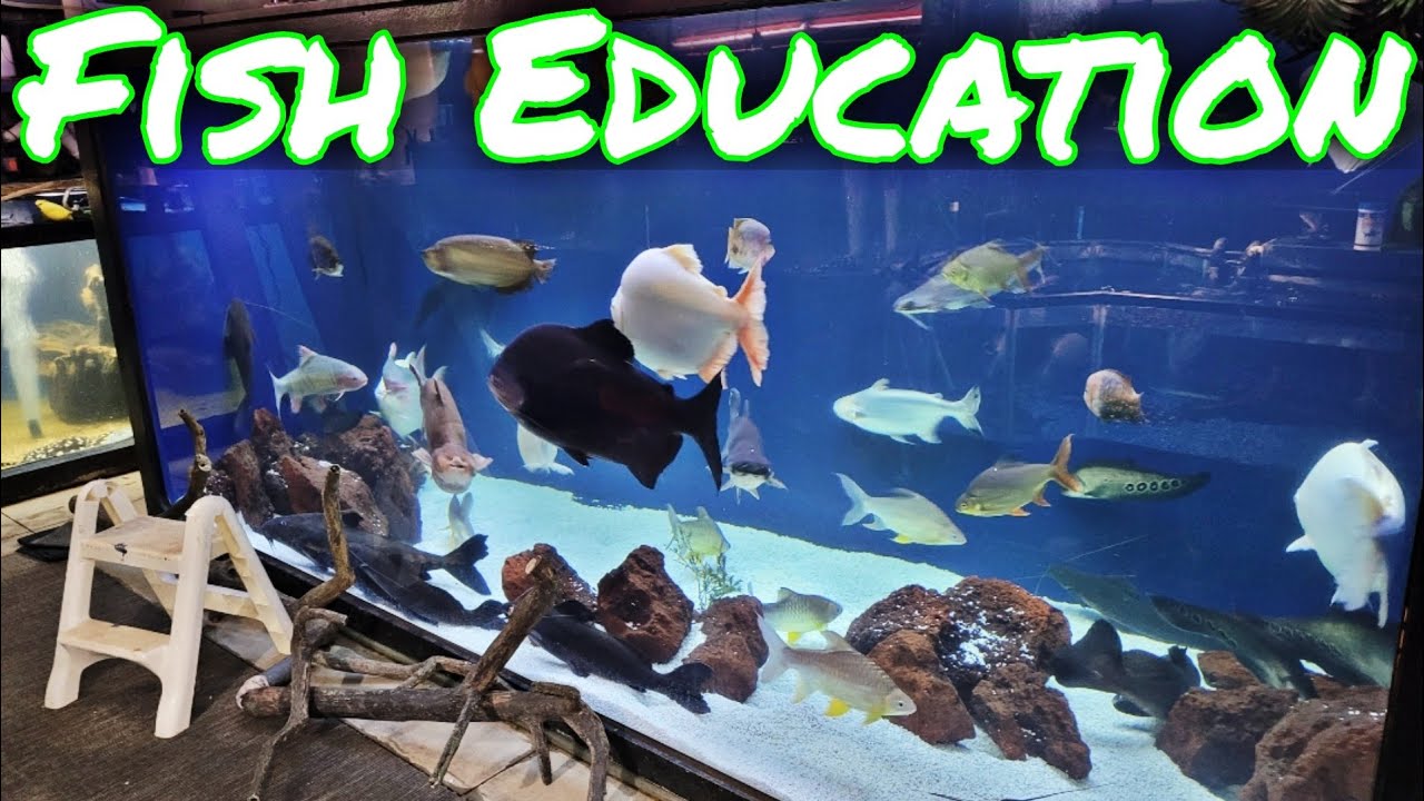 Fish Education and Some New Arrivals and Upgrades - YouTube
