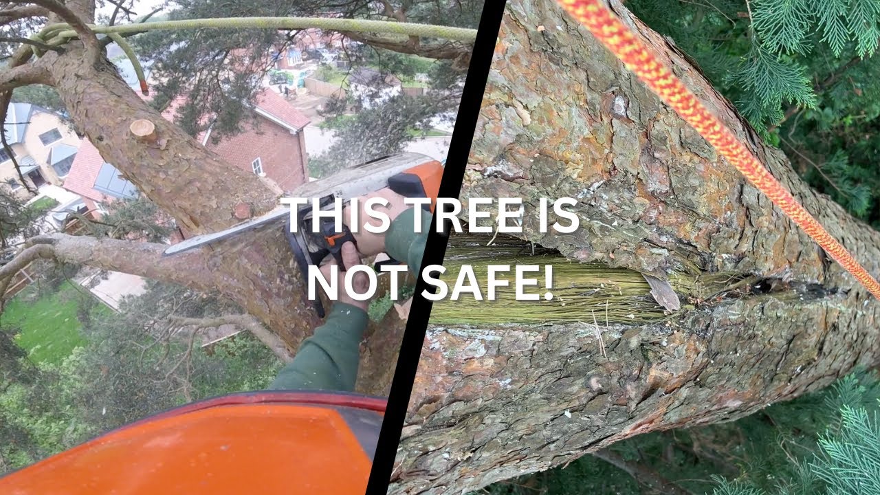 This tree could split in half *RIGGING* | Day in the life of a tree ...