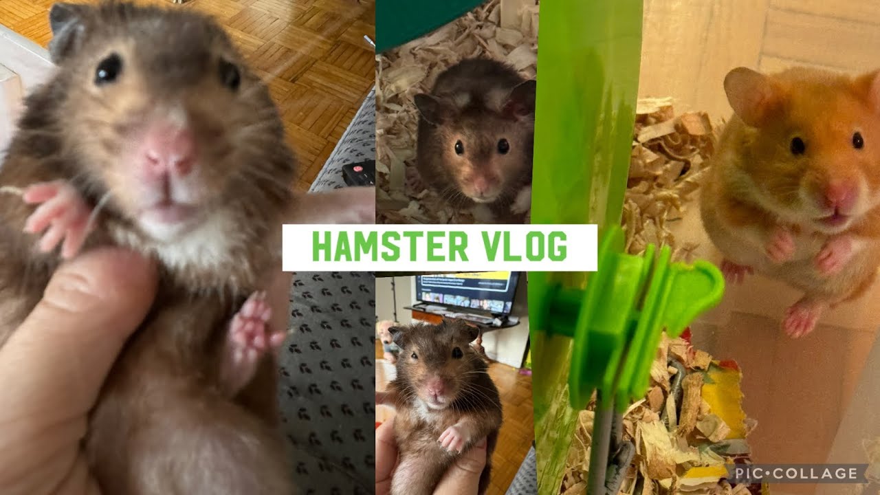 Hamster Star is one determined hamster 🐹 - YouTube