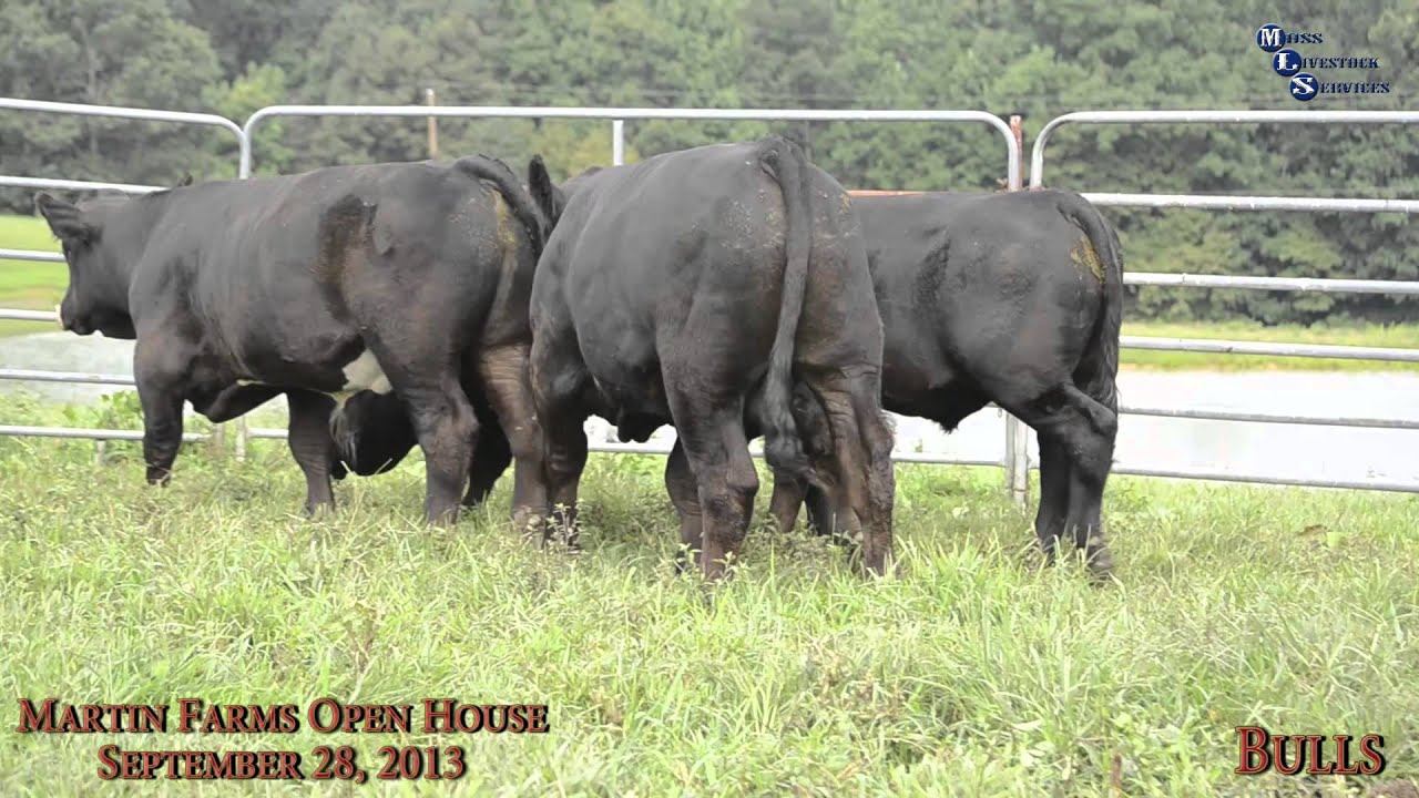 Martin Farms Open House - Bulls - YouTube