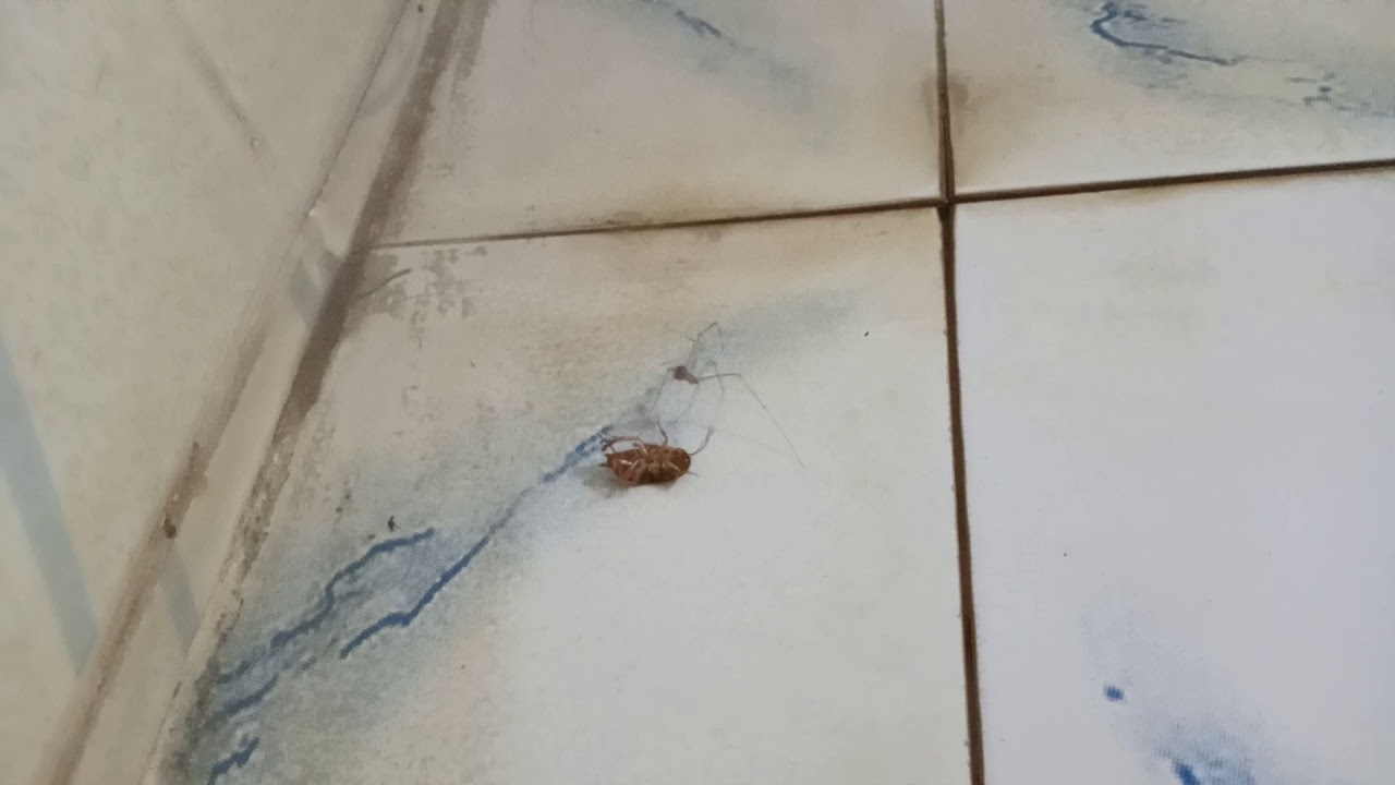 Little spider vs cockroach - YouTube