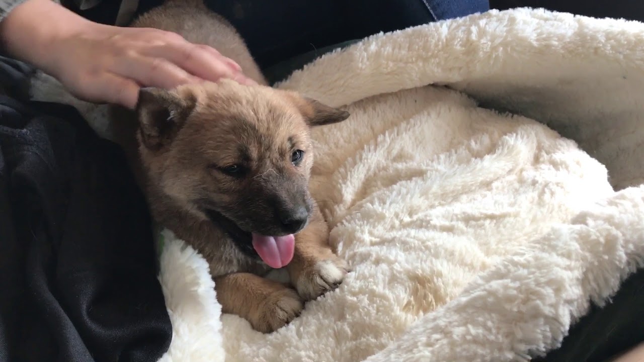Baby Shiba Inu coming home - YouTube