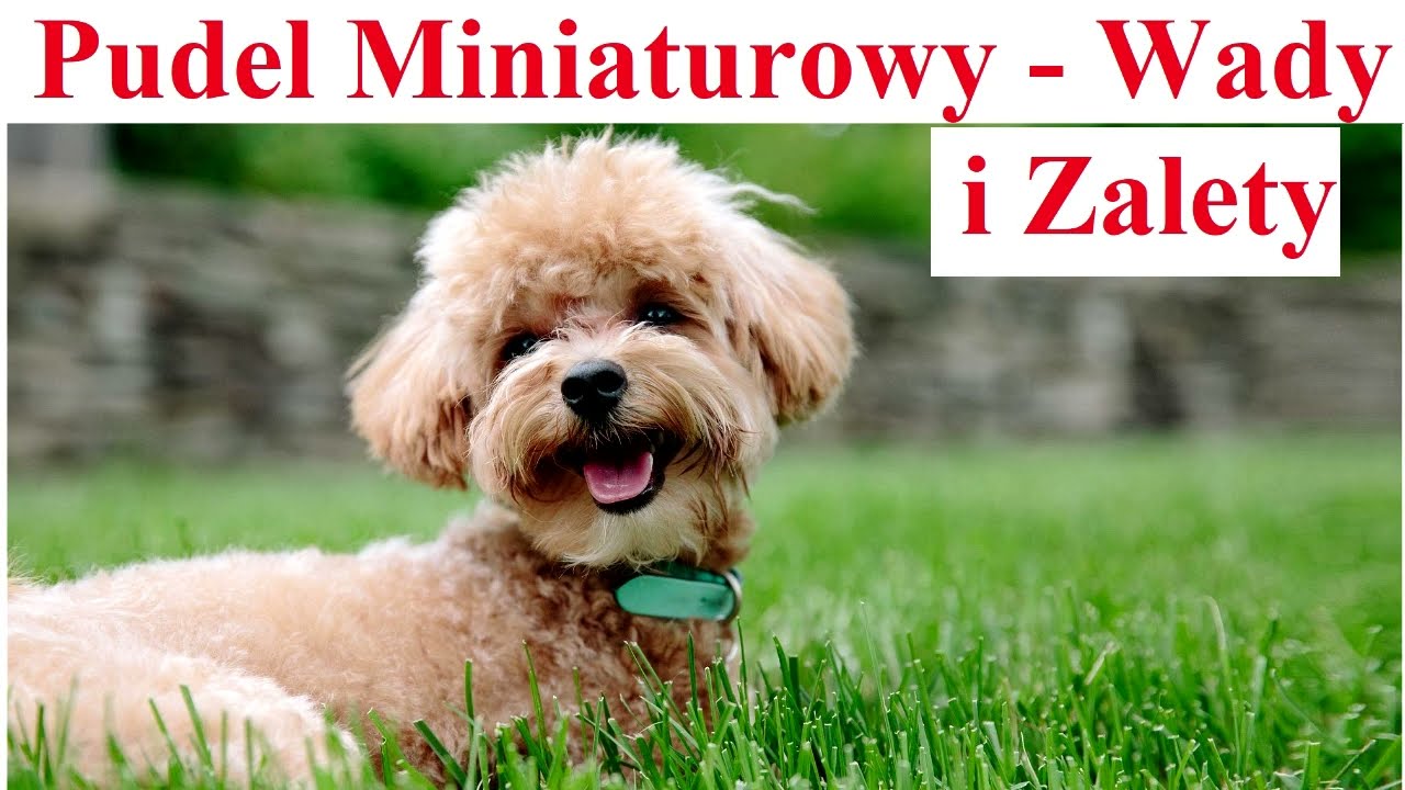 Pudel Miniaturowy - Wady i Zalety - YouTube