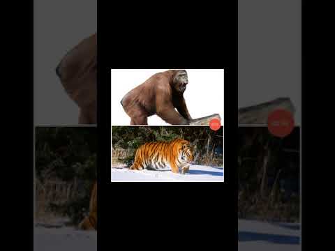 Gigantopithecus vs Wanhsien Tiger - YouTube