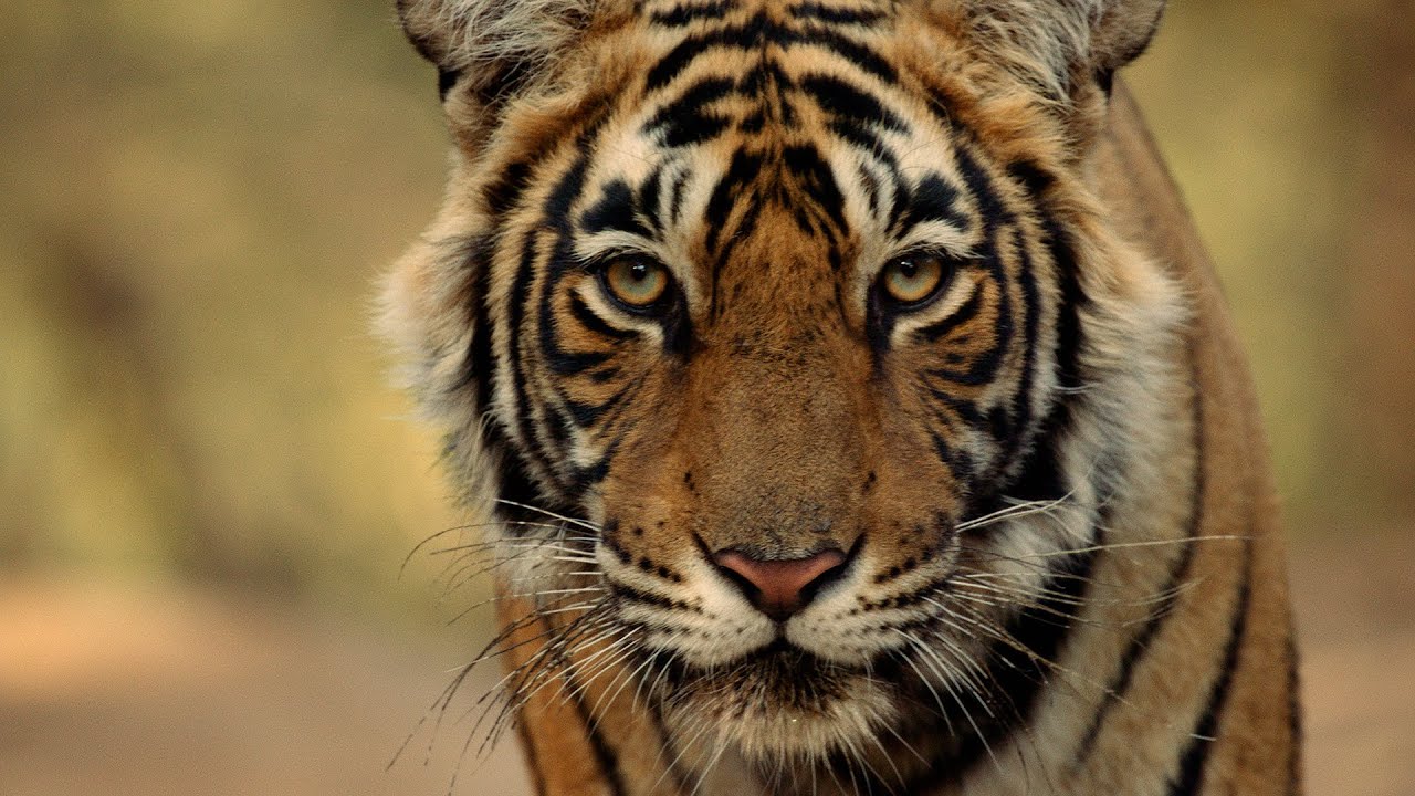 A LOOK AT TIGER WATCH - YouTube