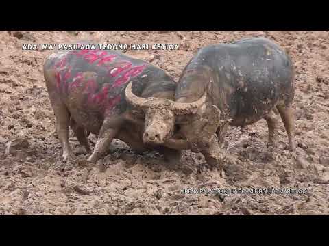 Toraja Buffalo Fight. Part 6 Arena Pala'tokke La'bo.