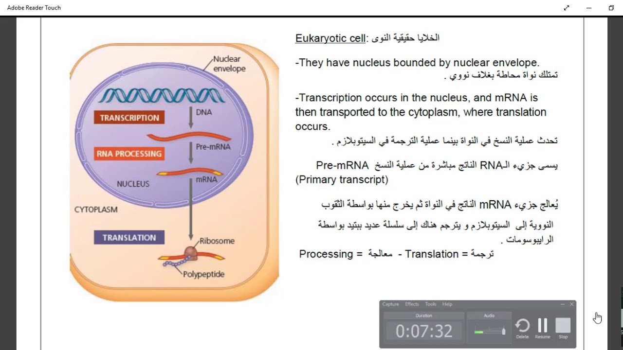 Chapter 17 : From gene to protein - YouTube