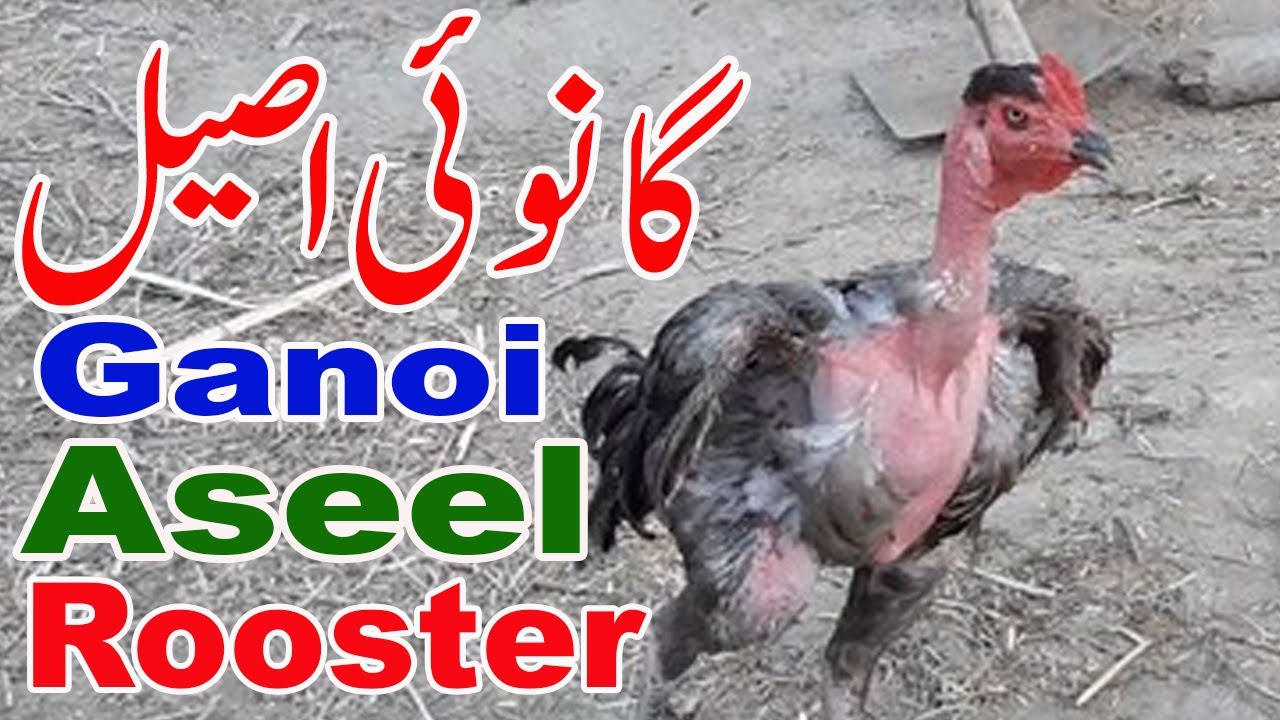 Ganoi Aseel Beautiful Rooster | Beaitiful aseel Rooster | Rural Life ...