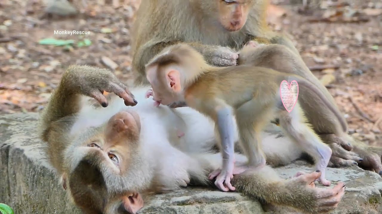 Lovely moment!. Congratulation pregnancy Libby allow Lucy drink her ...