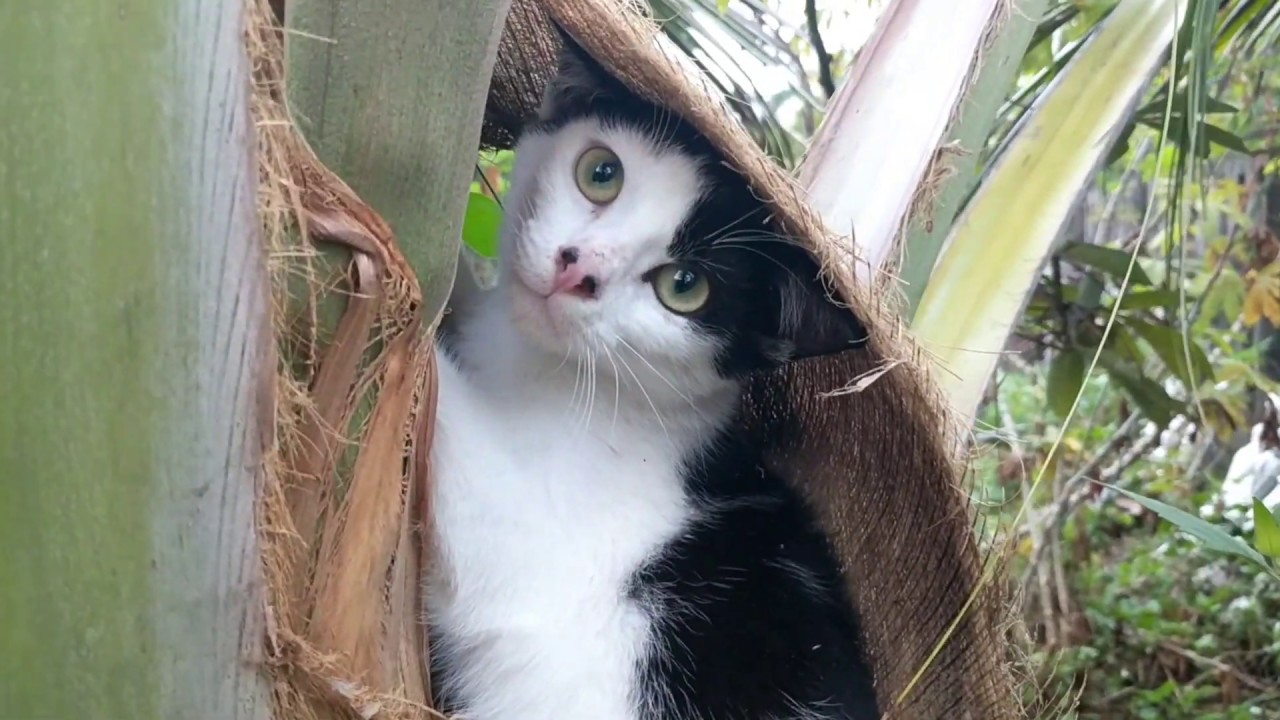 Cats vs tree - YouTube