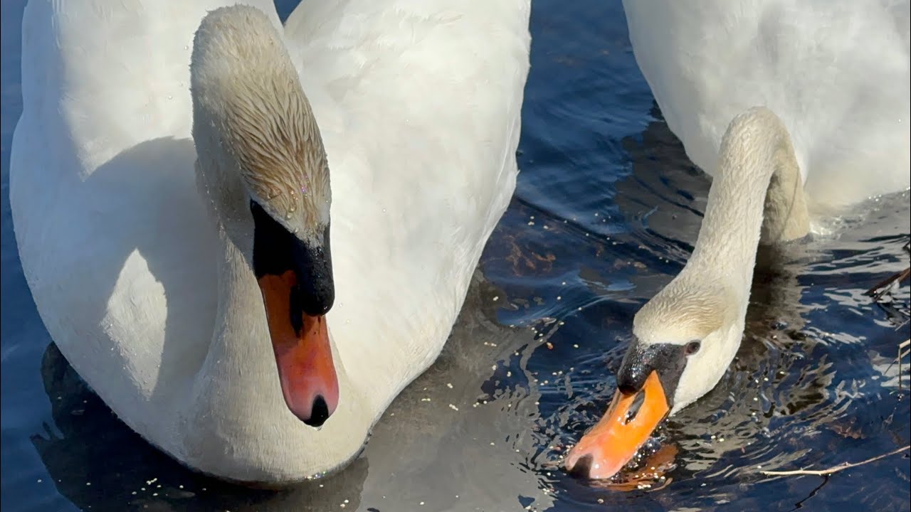 Feed Session From Royal Swan & Polish Swan March 21, 2023 - YouTube