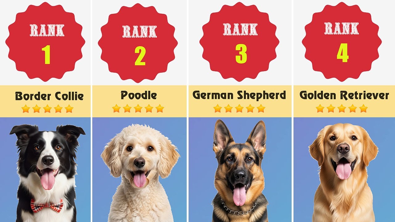 COMPARING THE INTELLIGENCE OF ALL DOGS - YouTube