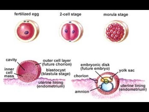 Embryology :1st week of Human Development - YouTube