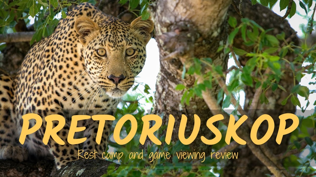 PRETORIUSKOP rest camp and game viewing review | Kruger National Park ...