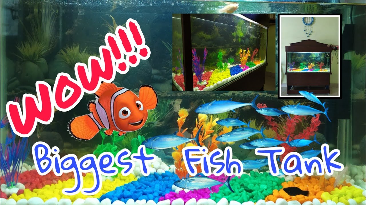 Fish tank setup | Aquarium Colour fish - YouTube