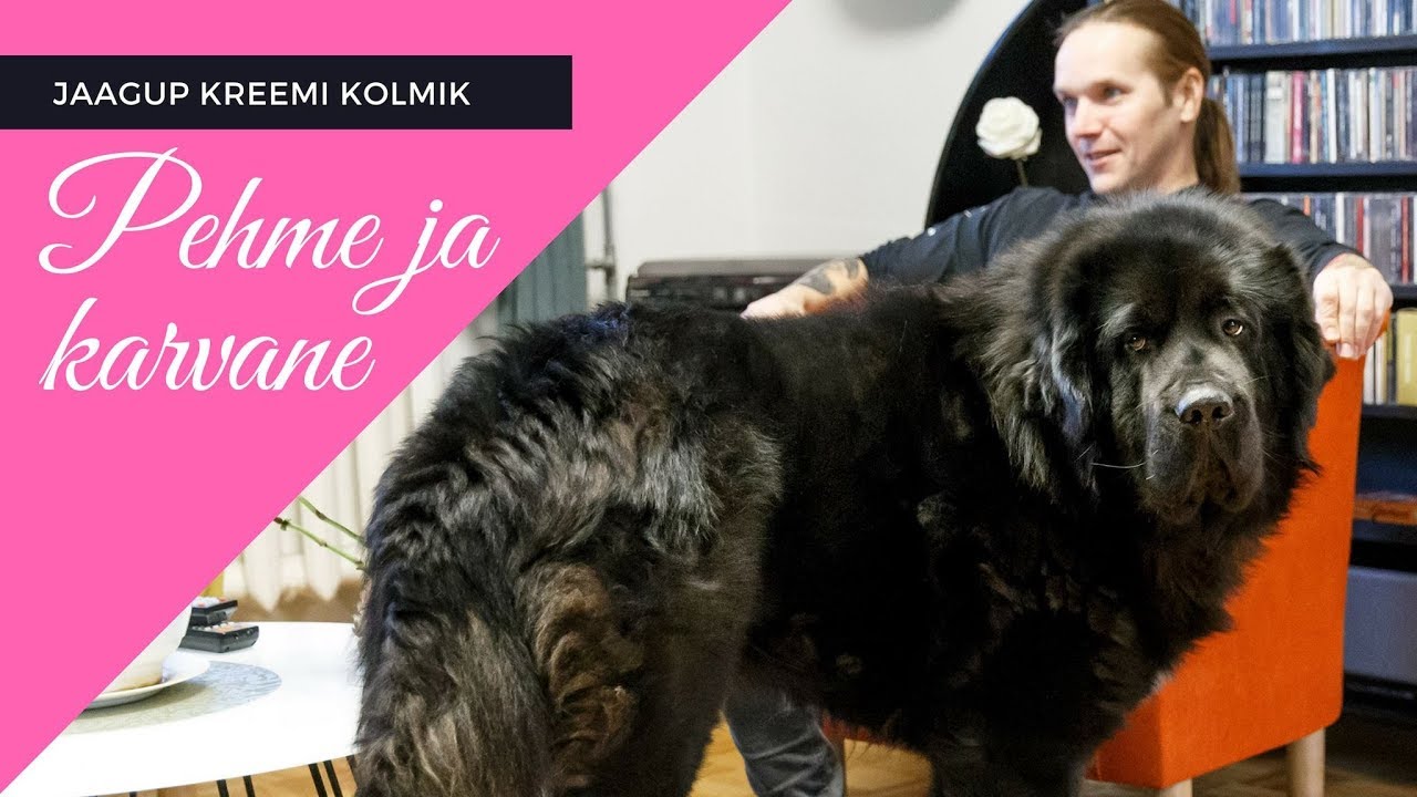 Lemmikloomasaade "Pehme ja karvane": Jaagup Kreemi koer, kass ja ...