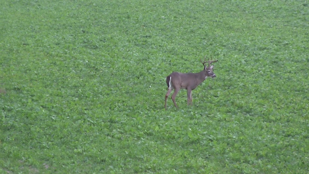 Georgia Whitetail Deer Hunting "Bucks in Rut" E20 CITW 2015 - YouTube