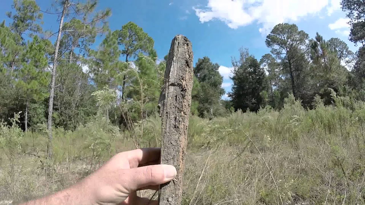 Exploring a Farmstead Site in Citrus Wildlife Management Area ...