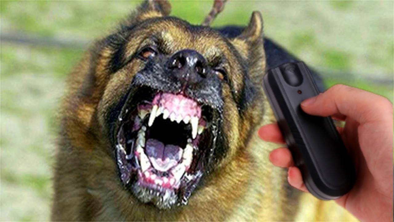 BarXStop : Stop dogs from brking INSTANTLY and Cutlass Innovation - YouTube