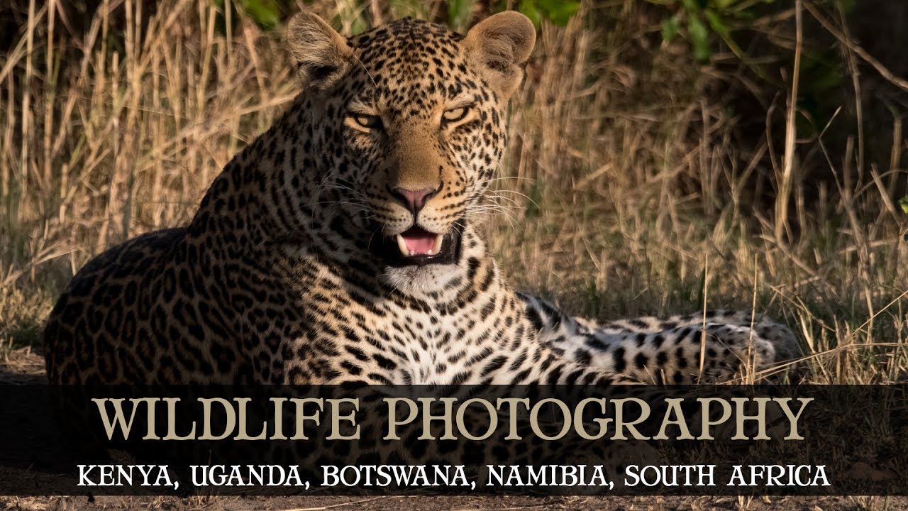 4K - AFRICA - WILDLIFE - PHOTOGRAPHY - SAFARI - YouTube