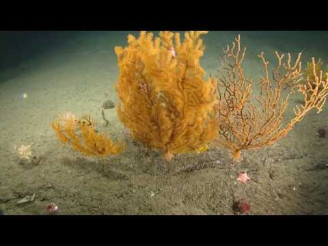 Deep-water Corals in the Northeast Canyons - YouTube