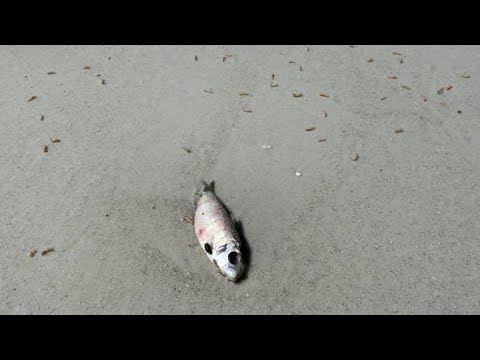 Maggots fill Florida beach after red tide fish kill - YouTube