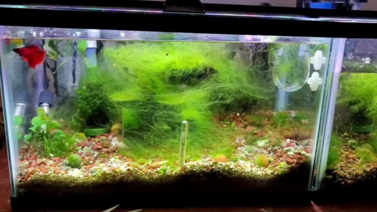 Tank Maintenance Time. Removing Hair Algea. Relaxing Fish Tank - YouTube