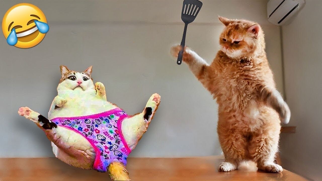 Funny Dogs And Cats Videos 2024 😅 - Best Funniest Animal Videos Of The week #1012 - YouTube