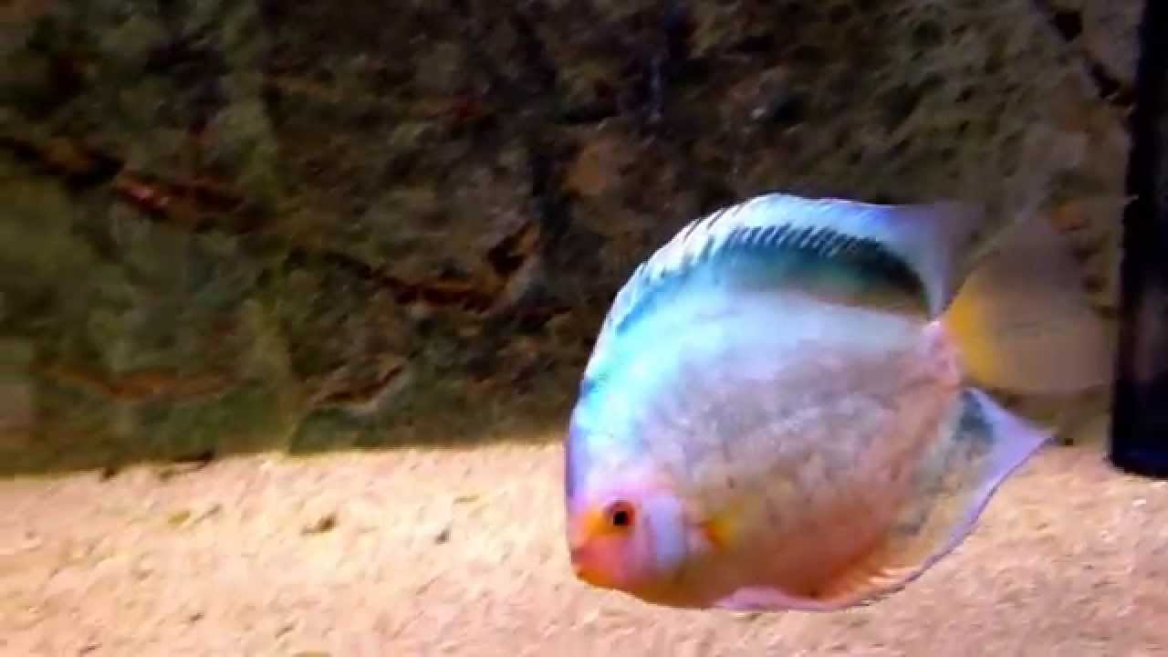 Dark angel discus - YouTube