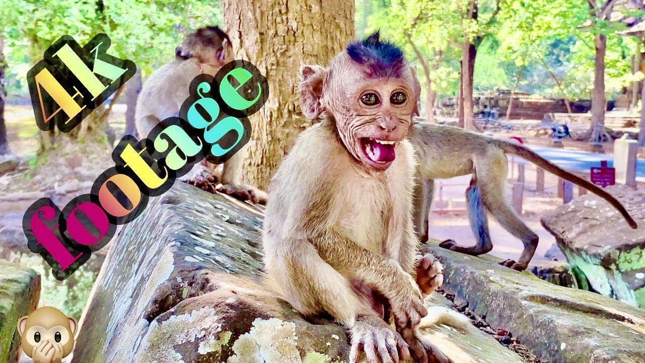 4K Quality Animal Footage - Monkeys Beautiful Scenes Episode 4 | Real ...