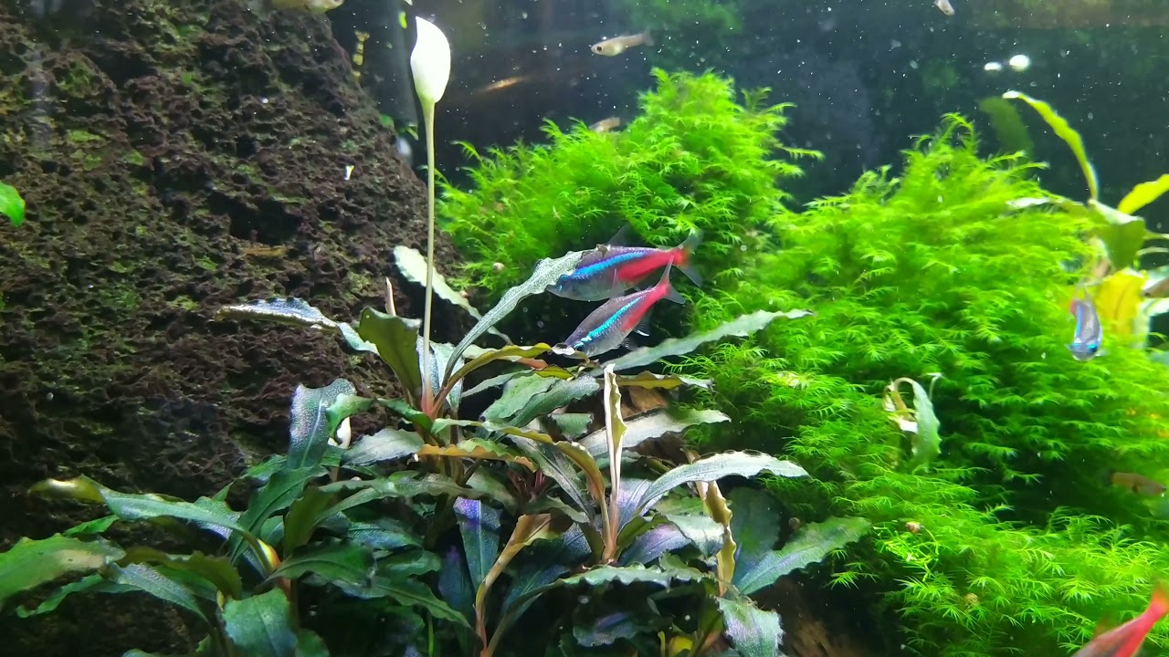 Bucephalandra sp. Solid Blue - YouTube