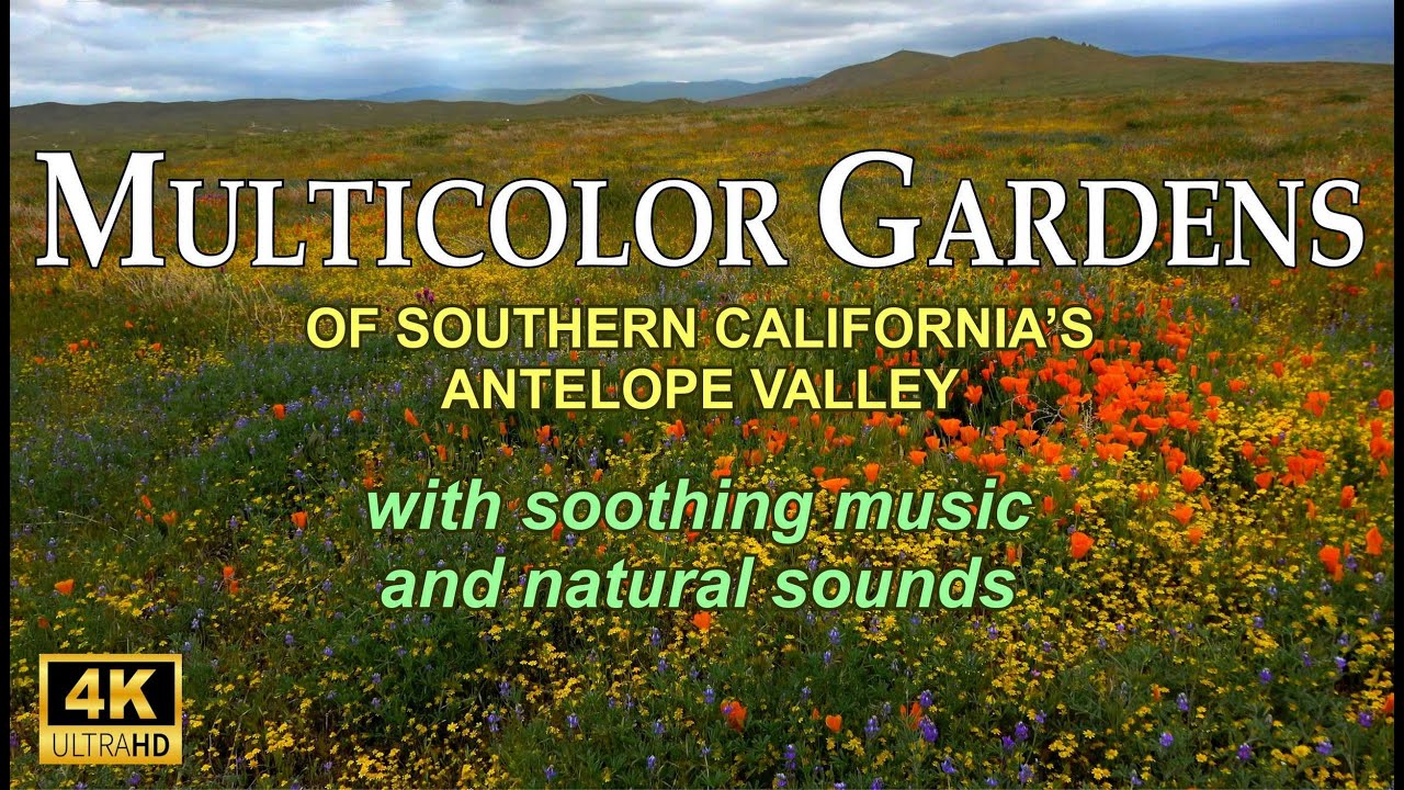 Multicolor Gardens of Southern California's Antelope Valley - YouTube