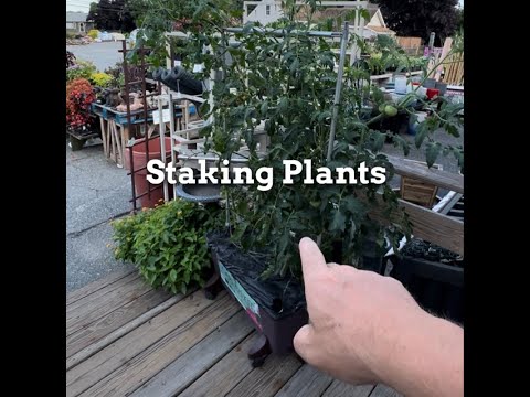 Staking Plants - YouTube