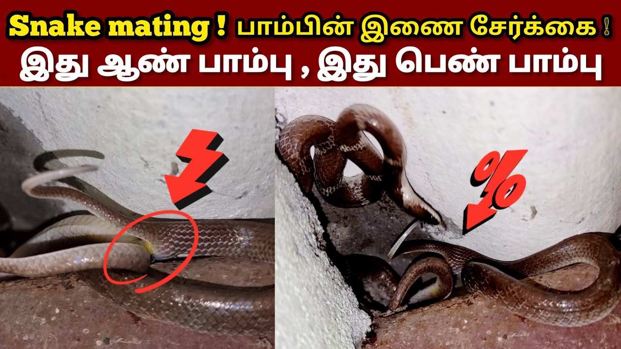 இப்படித்தான் பாம்புகள் இணை சேரும் | Snake mating video | Snake_Saga ...