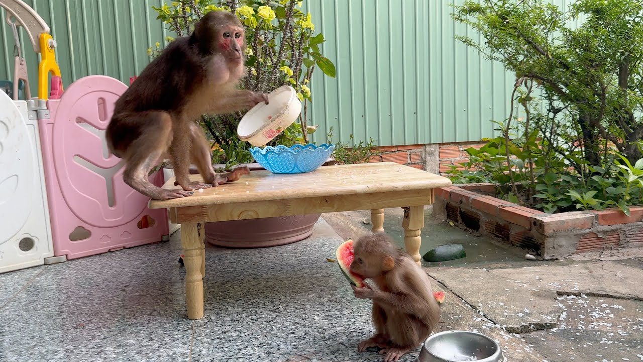 Monkey Molly loves to eat watermelon - YouTube