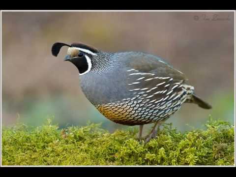 What is a Quail - YouTube