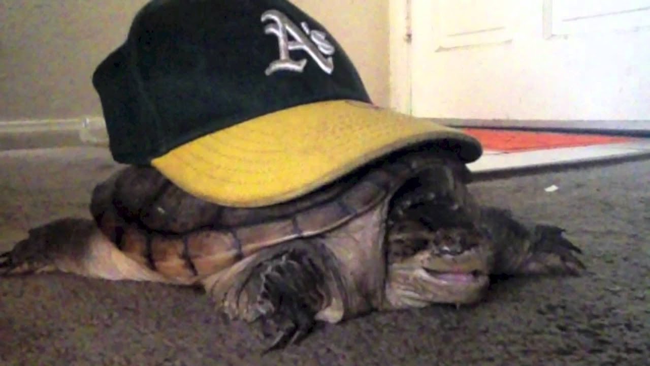 Snapping Turtle Crying after Oakland A's Wildcard Loss - YouTube