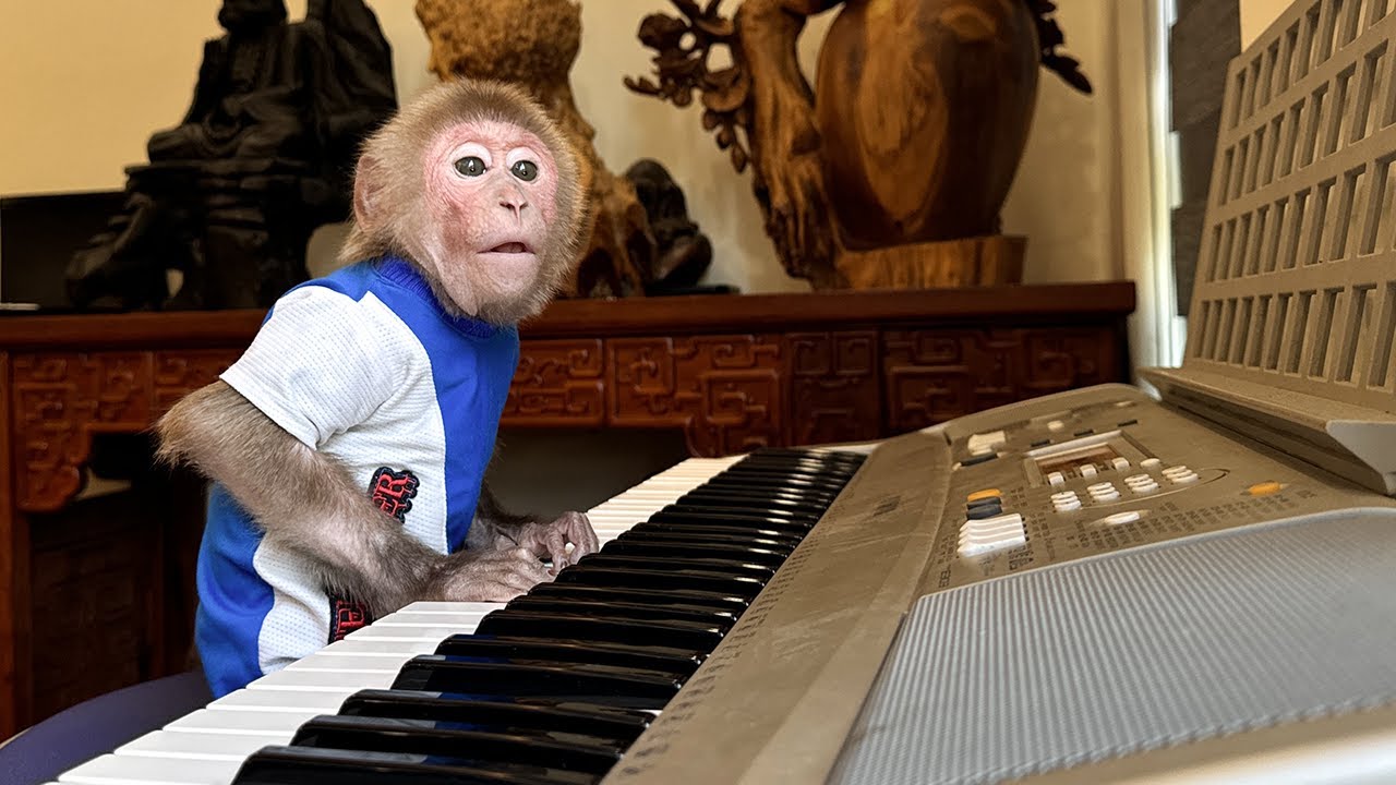 Super monkey Bibi shows off his piano skills and takes care of himself ...