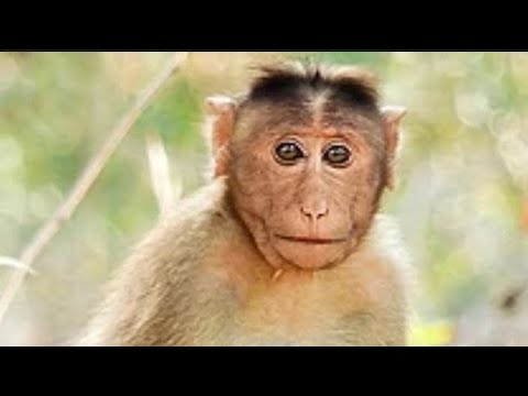 spinning monkeys phonk remix remade - YouTube