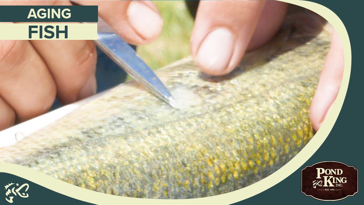 Determining the Age of Fish - YouTube